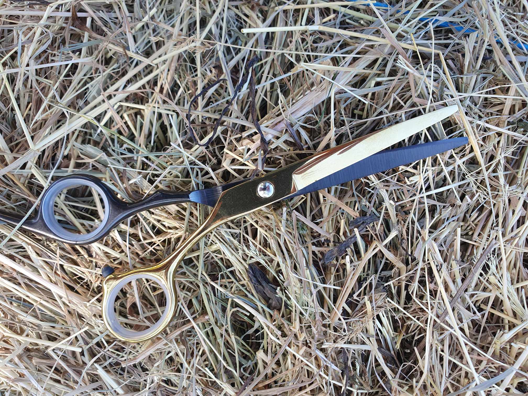 Grooming – Horsey