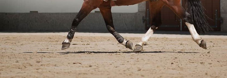 HORSEY - Equestrian Apparel & Supplements – Horsey